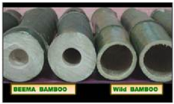 What is Beema Bamboo? UPSC Notes on Bambusa Balcooa
