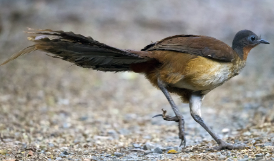 Interesting Facts about Lyrebird for UPSC