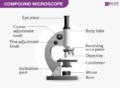Compound Microscope: Definition, Diagram, Parts, Uses, Working Principle