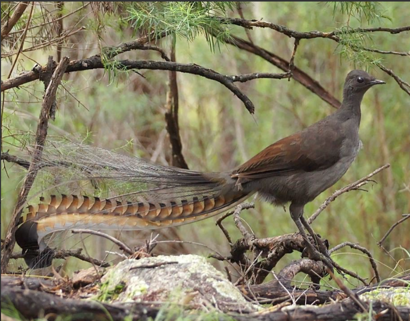 Interesting Facts about Lyrebird for UPSC