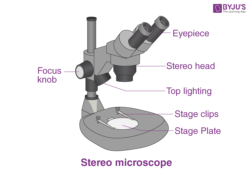 Types of Microscopes: Definition, Working Principle, Diagram ...