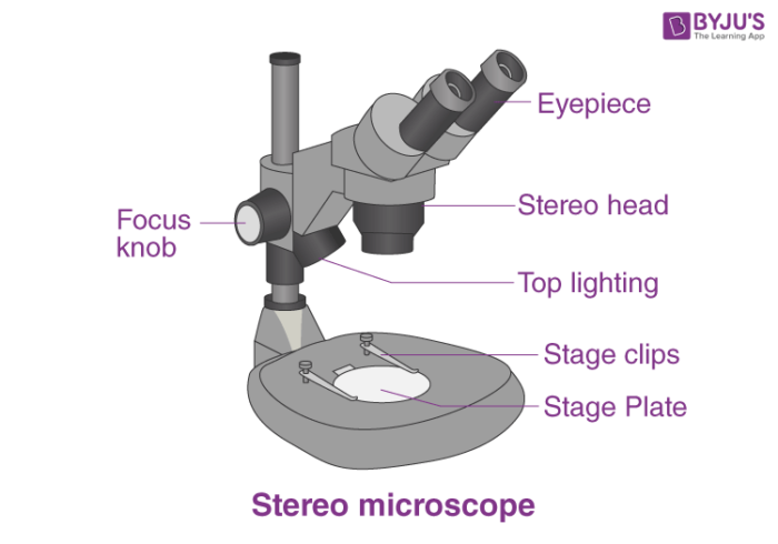 Types of Microscopes: Exploring Uses in Scientific Research ...