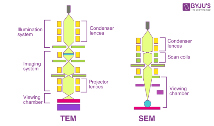 Types of Microscopes: Definition, Working Principle, Diagram ...