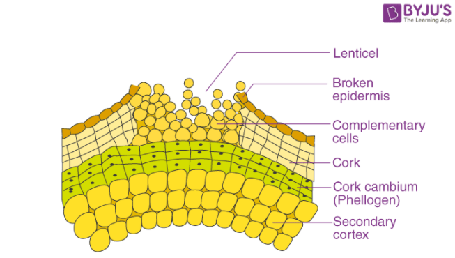 Complementary cells occur in. Biology - Q&A