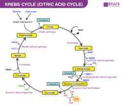 Krebs Cycle or Citric Acid Cycle: Steps, Products, Significance