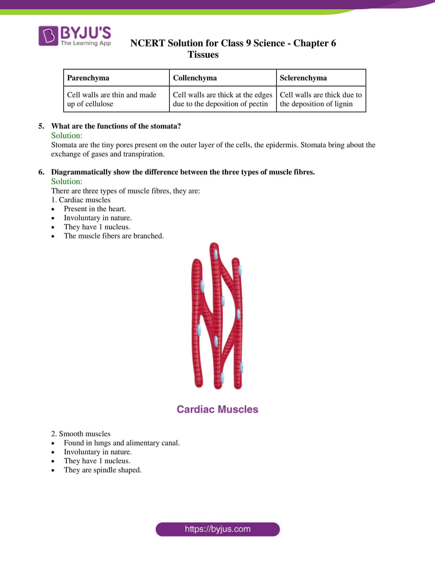 NCERT Solutions for Class 9 Science Chapter 6 Tissues