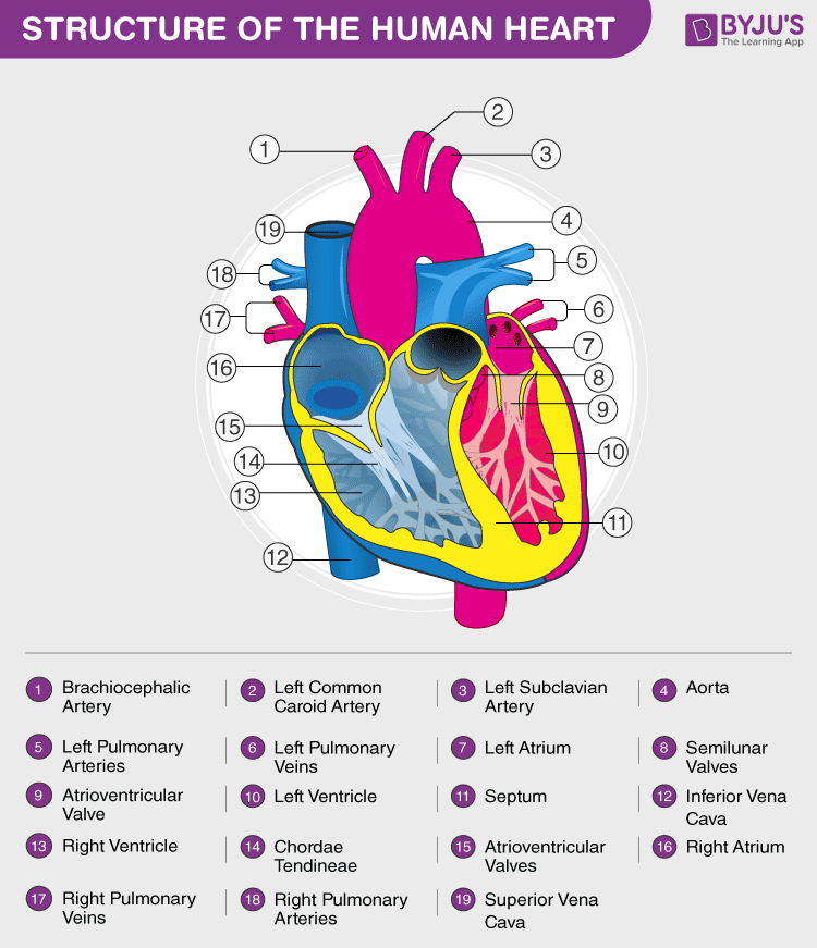 Heart Diagram And Function Circulatory System Heart Human Ci