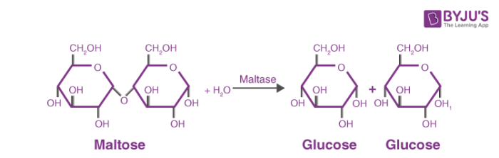 Enzyme Names - Naming & Classification, EC Numbers, Six Classes Of Enzymes