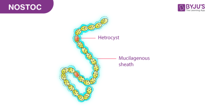 Nostoc: Classification, Structure, Diagram, Life cycle