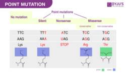 What are the 3 types of point mutations? Get the Answer at BYJU'S NEET