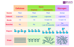 Polysaccharides-Characterstics. Types, and Functions