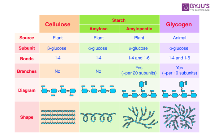 Polysaccharides-Characterstics. Types, and Functions