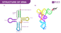 tRNA Structure - Short Notes for NEET Biology