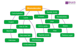 Biomolecules in Living Organisms- The Four Types Of Biomolecules