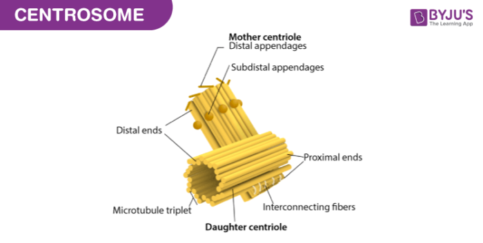 Centrosome - Structure And Functions Of Centrosome