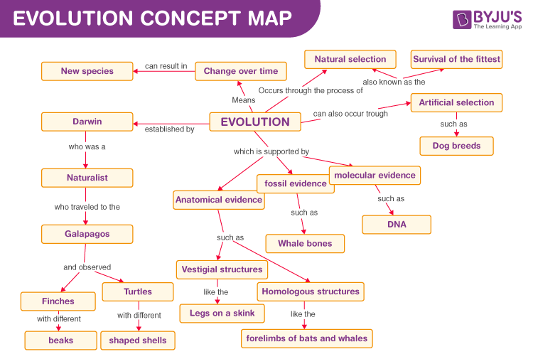 Evolution Concept Map Answer Key