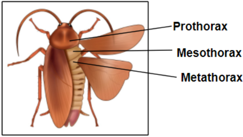 In Cockroach Elytra are Articulated to the Tergites of: - Biology Q&A