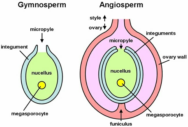 Find Out the Differences between Nucellus and Tapetum