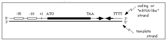 Difference Between Coding Strand And Template Strand