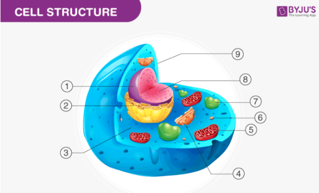 The Cell Unit Of Life Diagram based MCQs For Class 11