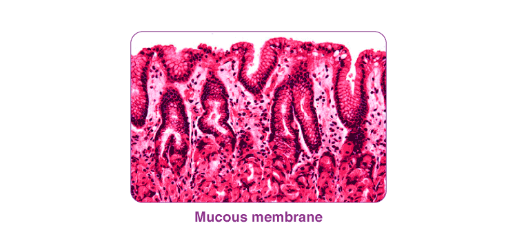What Are Mucous Membranes My XXX Hot Girl