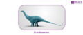 Difference between Brontosaurus and Brachiosaurus