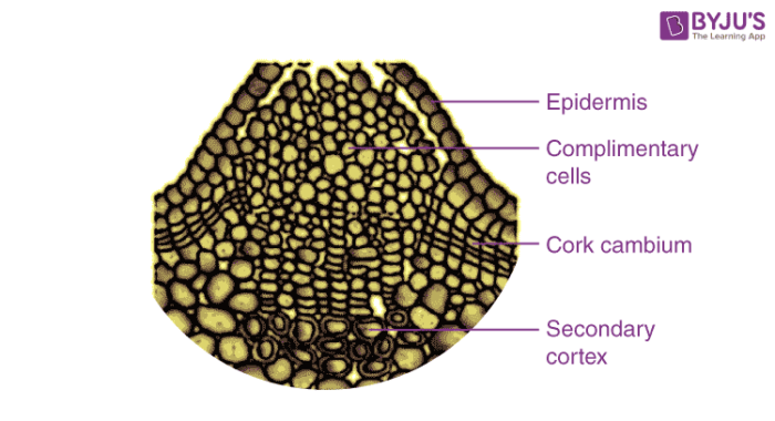 Difference between Epidermal and Cork Cells