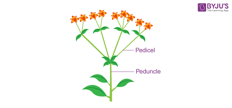 Difference Between Pedicel And Peduncle