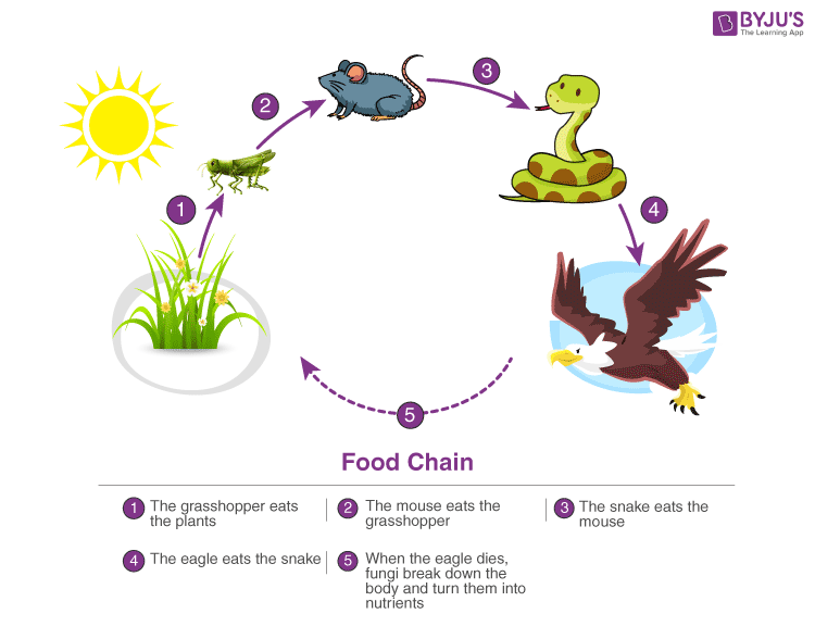 Ecosystem Structure Functions Units And Types Of Ecosystem 2022 