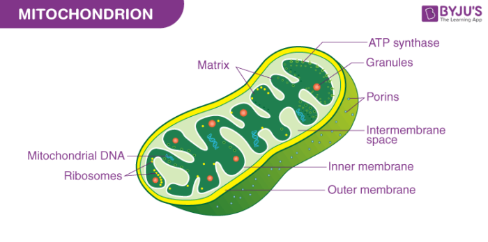 What Is Mitochondria Structure Diagram And Function