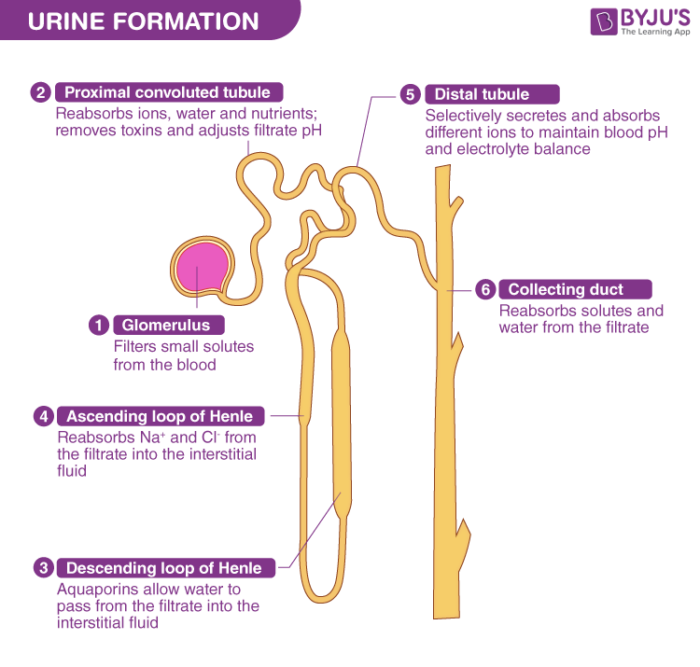 PROCESS OF URINE FORMATION