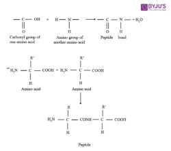 Polypeptide - Definition, Structure, Formation of Polypeptide