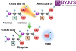 Dehydration Synthesis - Definition, Reaction, Examples & Hydrolysis