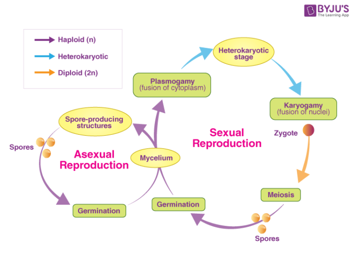 Fungi Life Cycle: Introduction, Life Cycle, FAQs