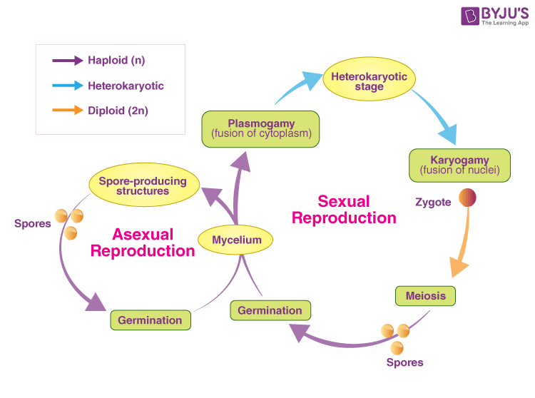 Fungi Structure And Reproduction