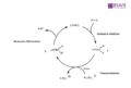 Suzuki Coupling Reaction - Definition, Details and Mechanism with Examples