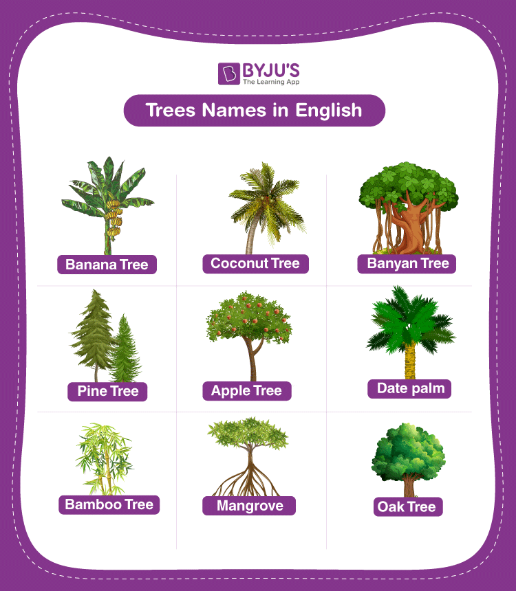 Common Names Of Trees