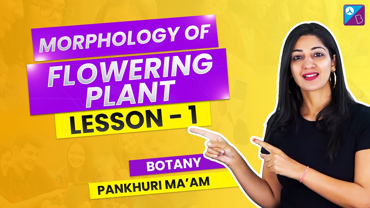 Morphology Of Flowering Plants Important Notes For NEET Biology 2022 