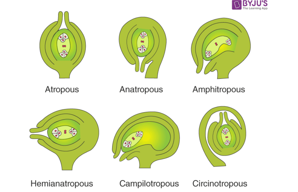 Ovule An Overview Definition Types Components Functions And FAQs Ovule An Overview Definition Types Components Functions And FAQs