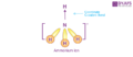 Ammonium ion NH4+ - Explanation, Properties of Ammonium ion ...