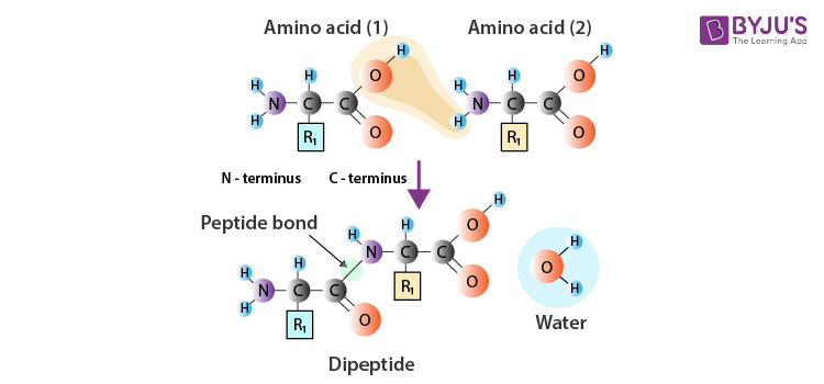 Dehydration Synthesis - Definition, Reaction, Examples & Hydrolysis