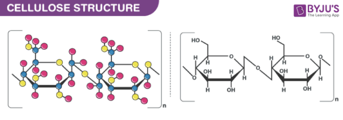 Is Cellulose a Carbohydrate? - Detailed explanation of Cellulose as a ...