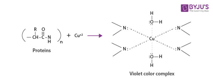 Test of Proteins Experiment - Chemistry Practicals Class 12