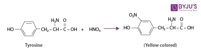 Test of Proteins Experiment - Chemistry Practicals Class 12