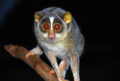 Slender Loris, Kadavur Slender Loris Sanctuary (UPSC Notes for ...