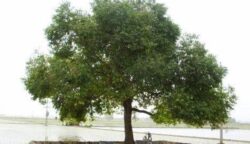 Dalbergia sissoo, Indian Rosewood, Shisham [UPSC Notes]