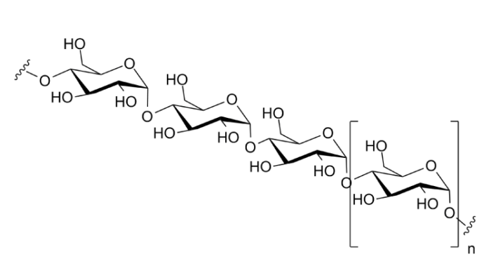 Polysaccharides | Polysaccharides Structure & Examples