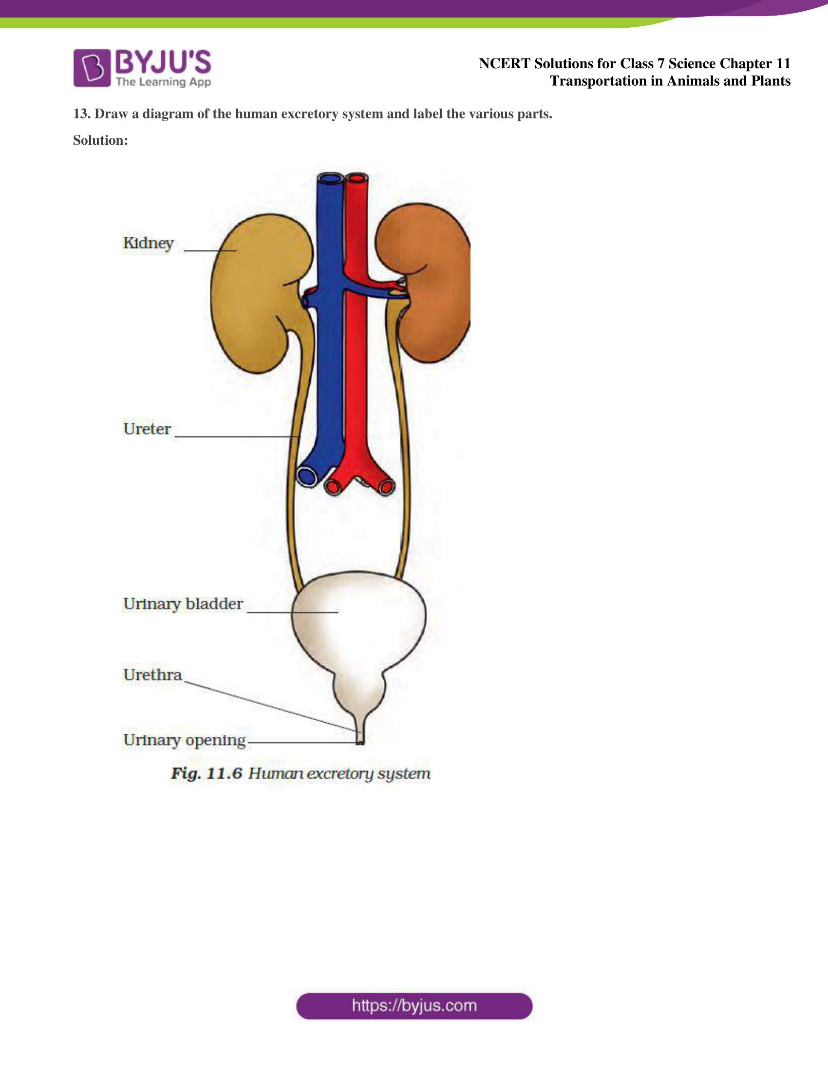 NCERT Solutions For Class 7 Science Chapter 11 Transportation In NCERT Solutions For Class 7 Science Chapter 11 Transportation In