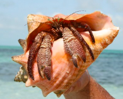 Bahamian Conch Dwindling in Numbers, Conservation Measures