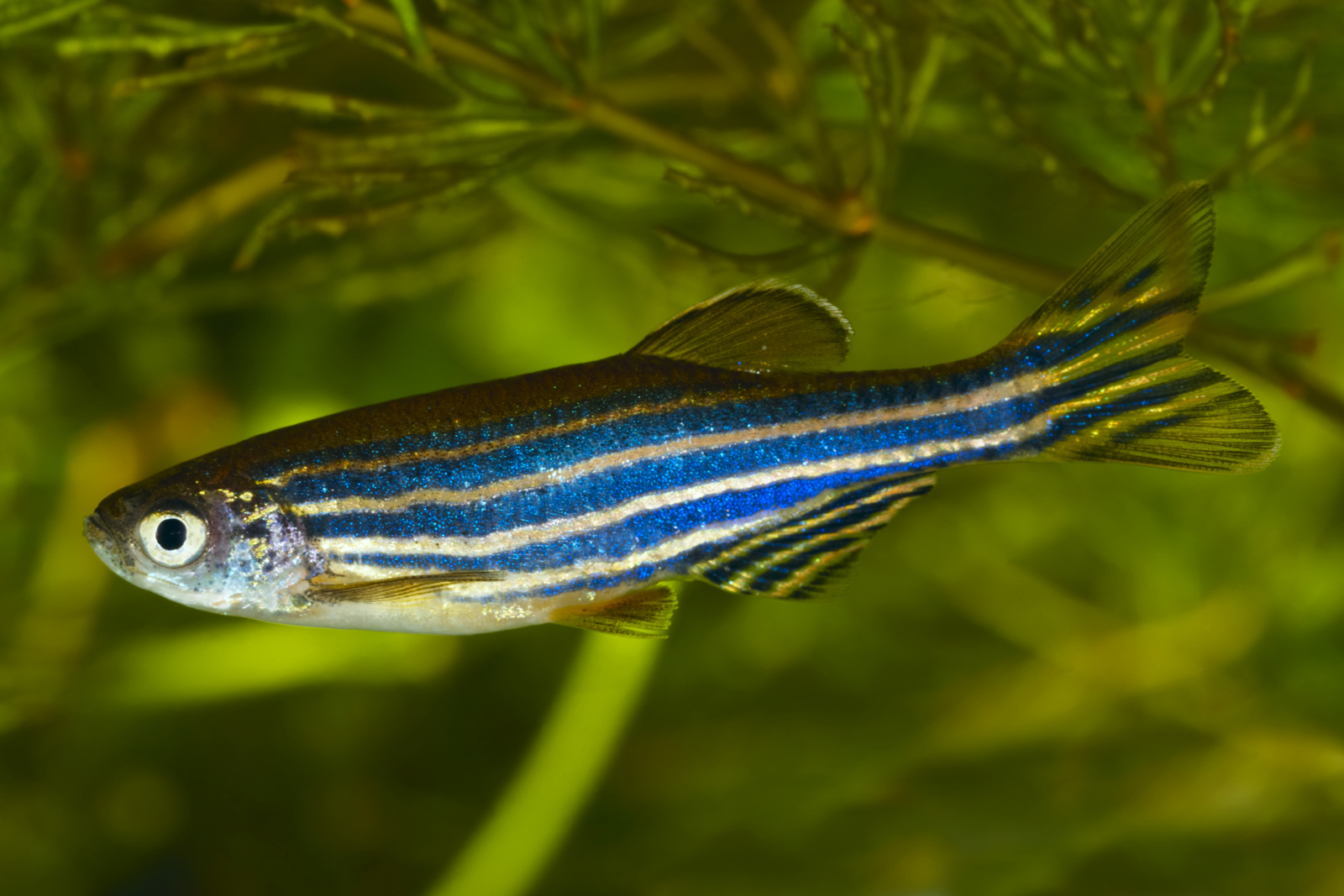 जेब्राफिश। The Zebrafish in Hindi